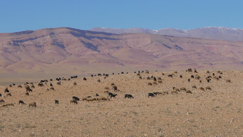 Desert Farm/Herd Of Cows In Desert/Animals On Sand Dunes/Agriculture In ...