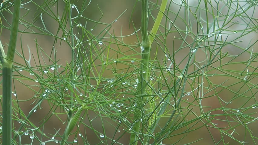Lily Pads, Along With Other Aquatic Vegetation, Grow On Spindly Stems ...