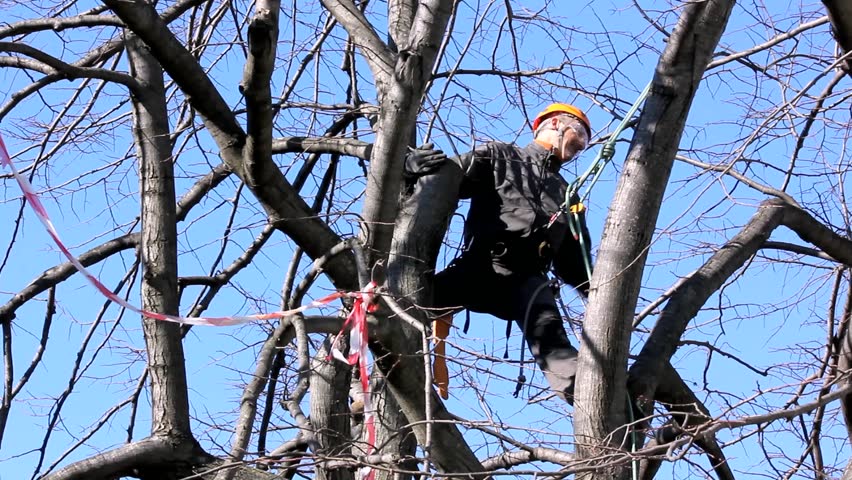 Tree Climber Pruning Branches Stock Footage Video 9916727 | Shutterstock