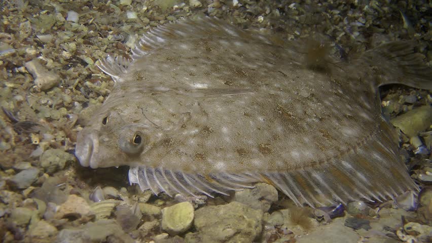 European Flounder